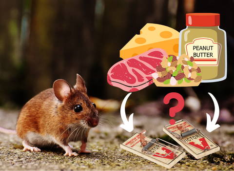 Peanut butter mouse trap not working store